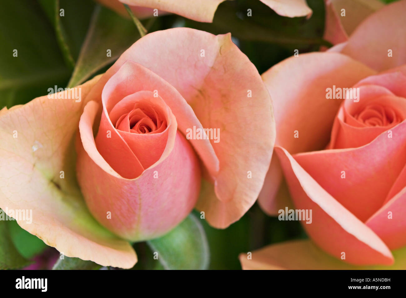 Opening Bud Pink Rose High Resolution Stock Photography and Images - Alamy