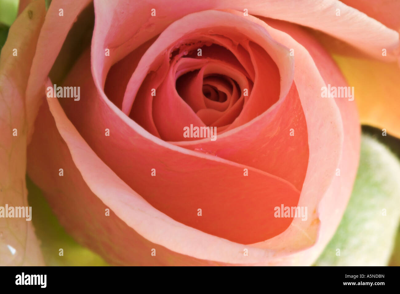 Growing bud of pink rose hi-res stock photography and images - Alamy