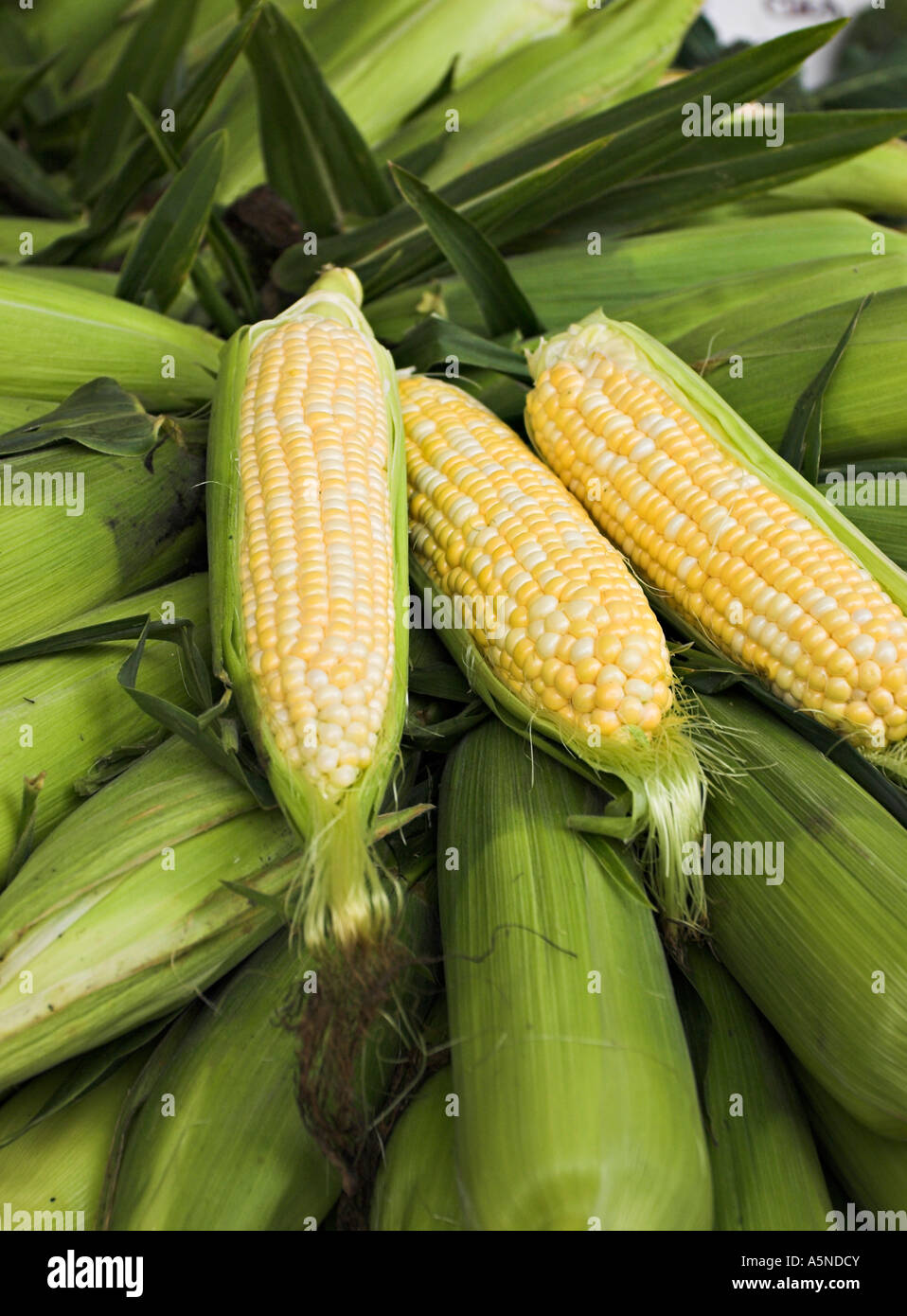 Three Corn Cobs Stock Photo - Alamy