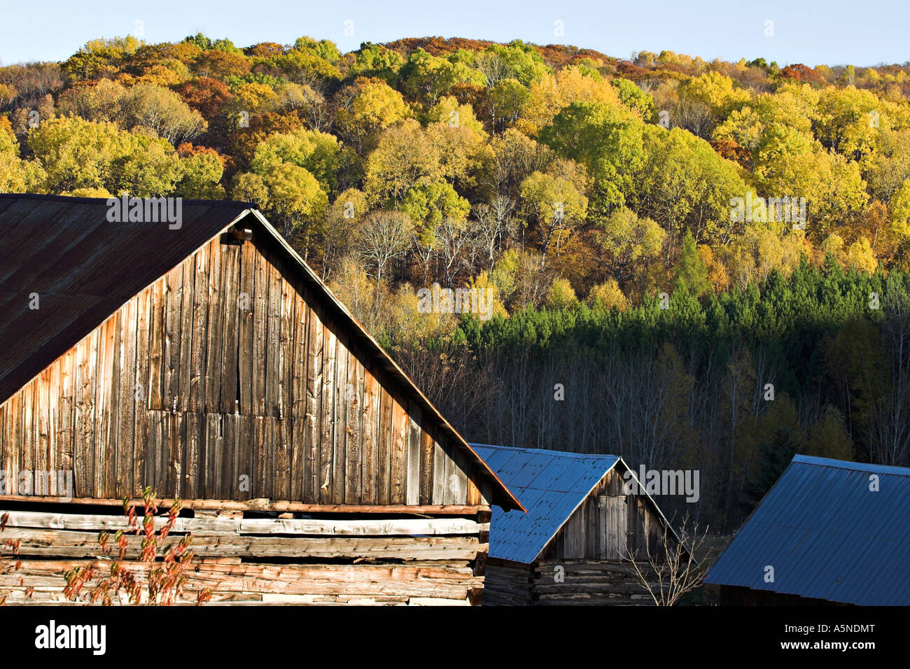 Barns and Fall Colours: Three old 18th century log barns lit by a ...