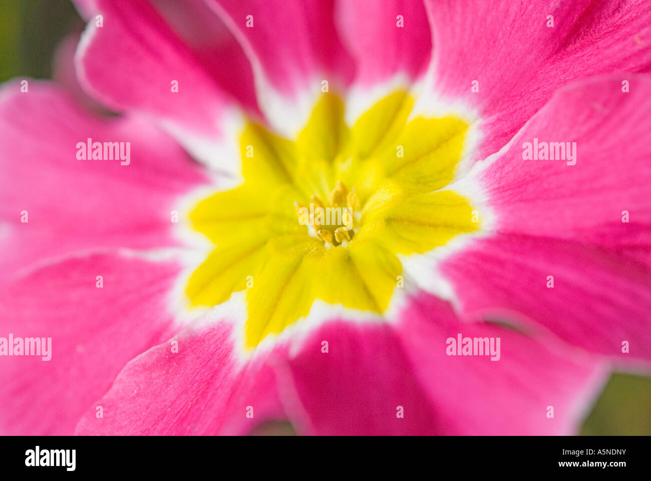 Pink primrose close up Primula veris Stock Photo - Alamy