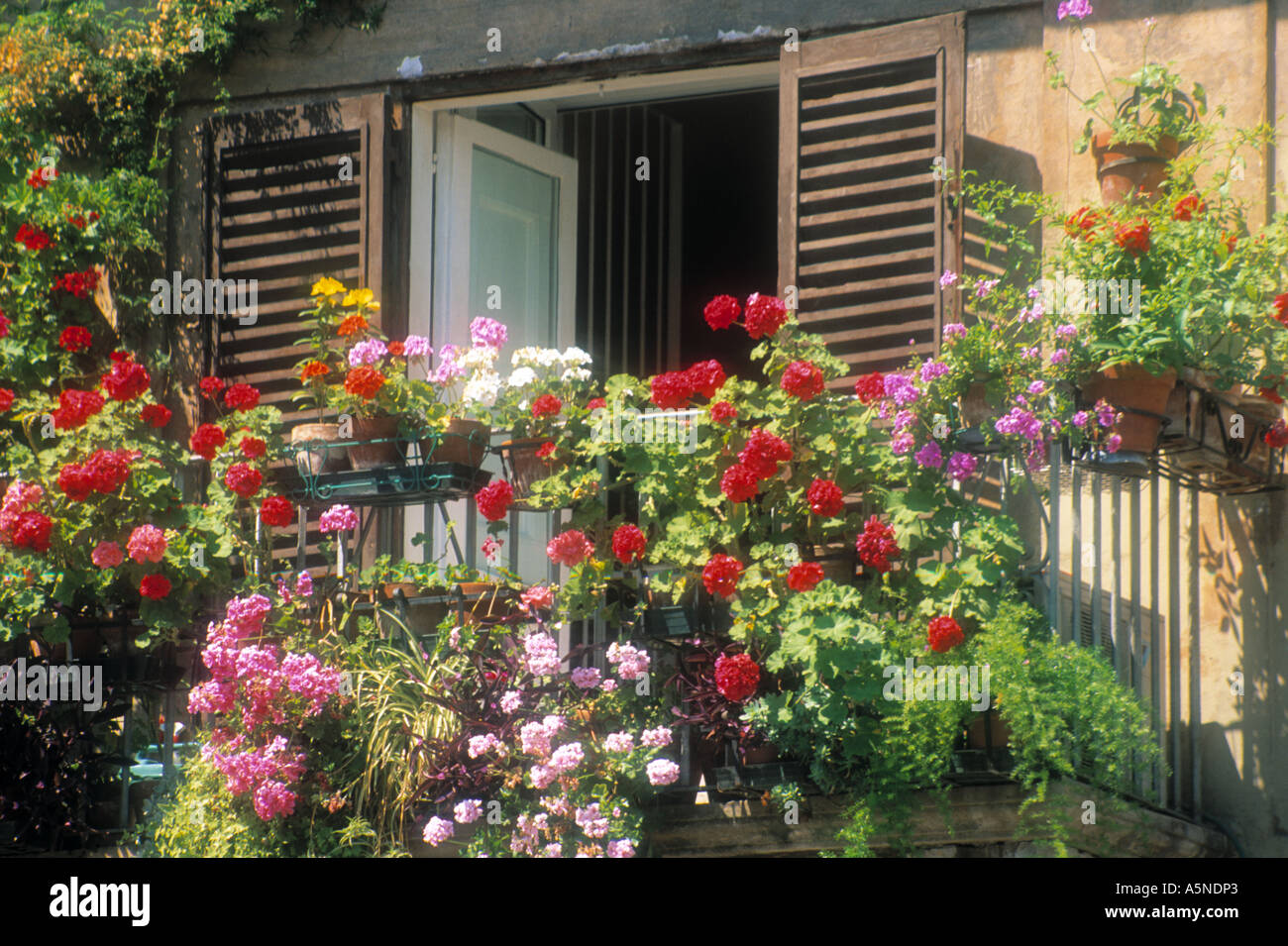 Rome flowers hi-res stock photography and images - Alamy