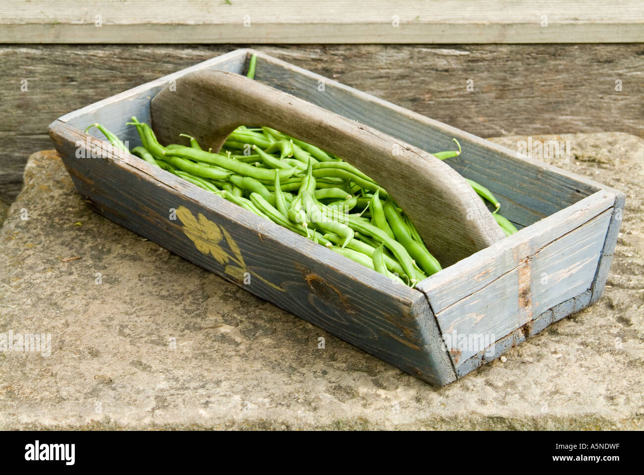 Freshly picked Blue Lake climbing beans in an old fashioned rustic ...