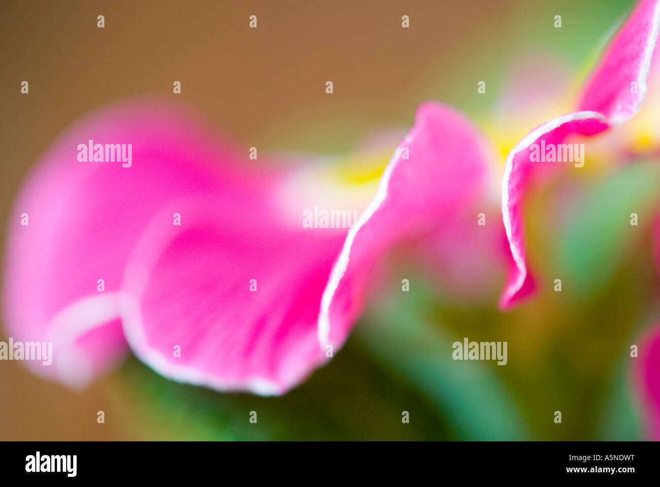 Pink primrose petal Primula veris Stock Photo - Alamy