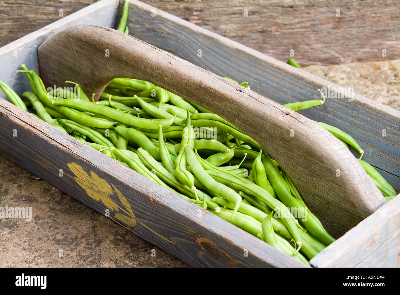 Freshly picked Blue Lake climbing beans in an old fashioned rustic ...