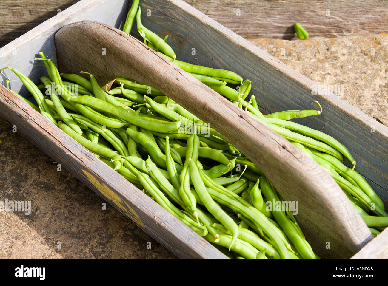 Freshly picked Blue Lake climbing beans in an old fashioned rustic ...
