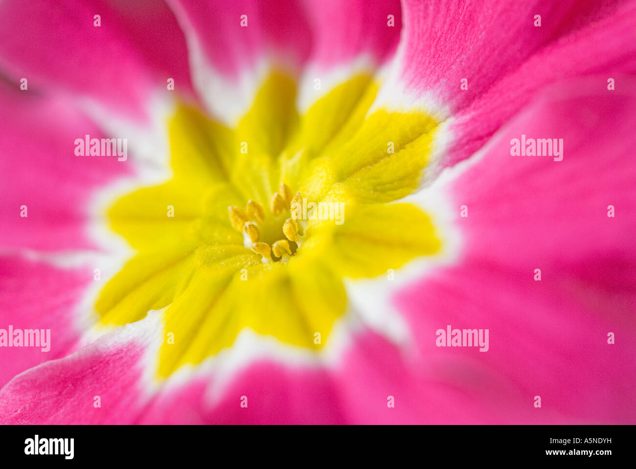 Pink primrose close up Primula veris Stock Photo - Alamy