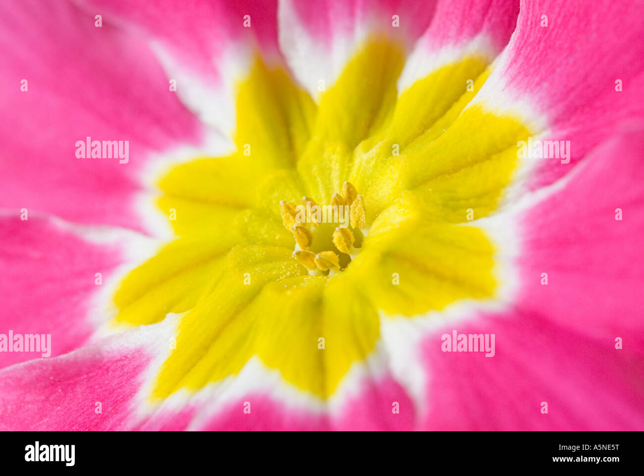 Pink primrose close up Primula veris Stock Photo - Alamy