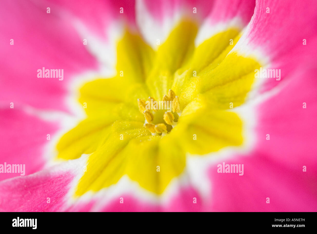Pink primrose close up Primula veris Stock Photo - Alamy