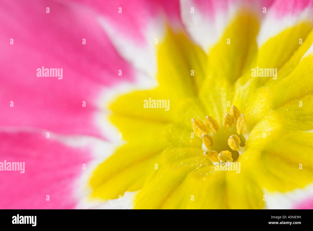 Pink primrose close up Primula veris Stock Photo - Alamy