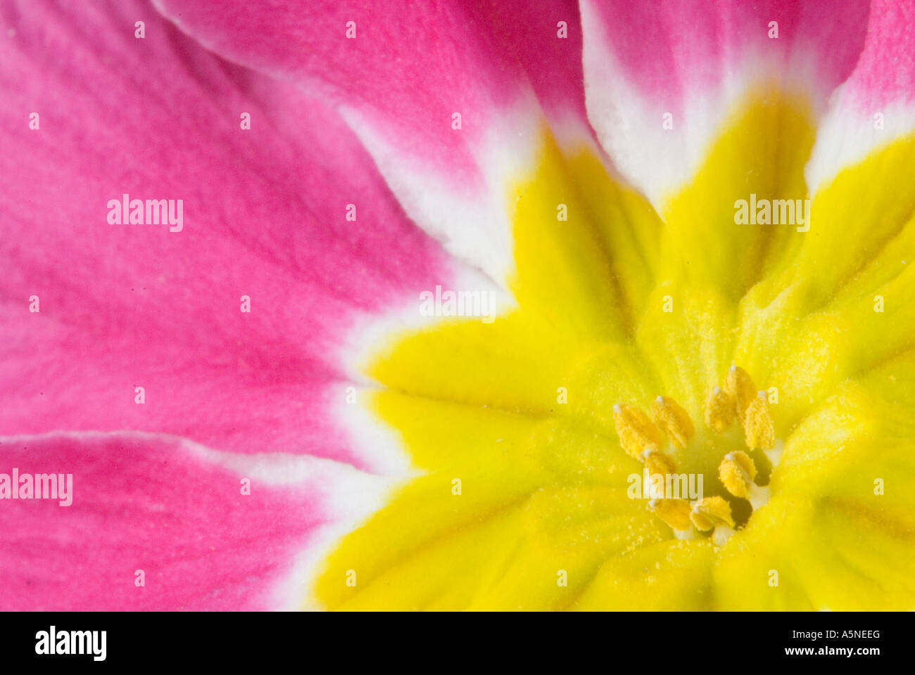 Pink primrose close up Primula veris Stock Photo - Alamy