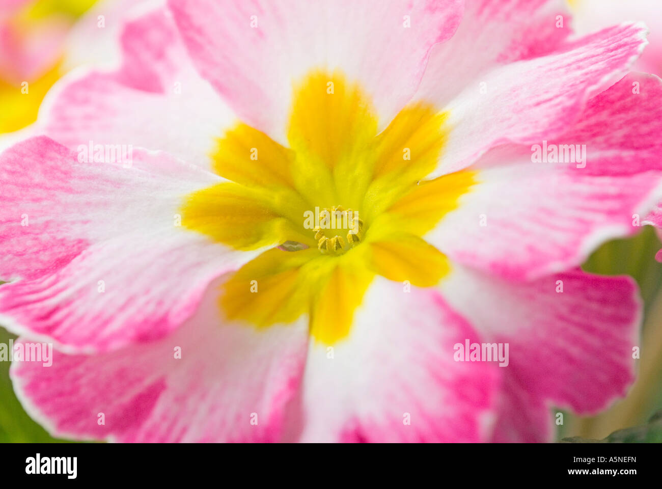 Pink primrose close up Primula veris Stock Photo - Alamy