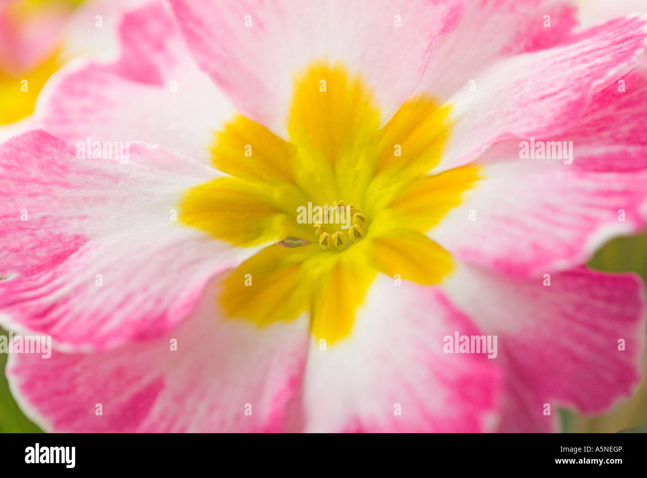 Pink primrose close up Primula veris Stock Photo - Alamy