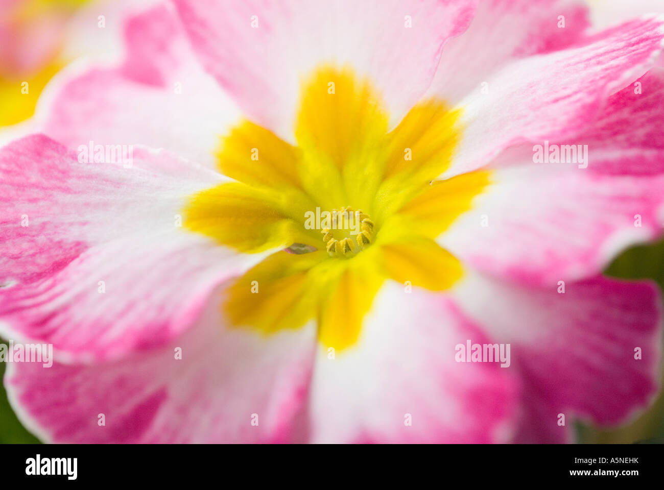 Pink primrose close up Primula veris Stock Photo - Alamy