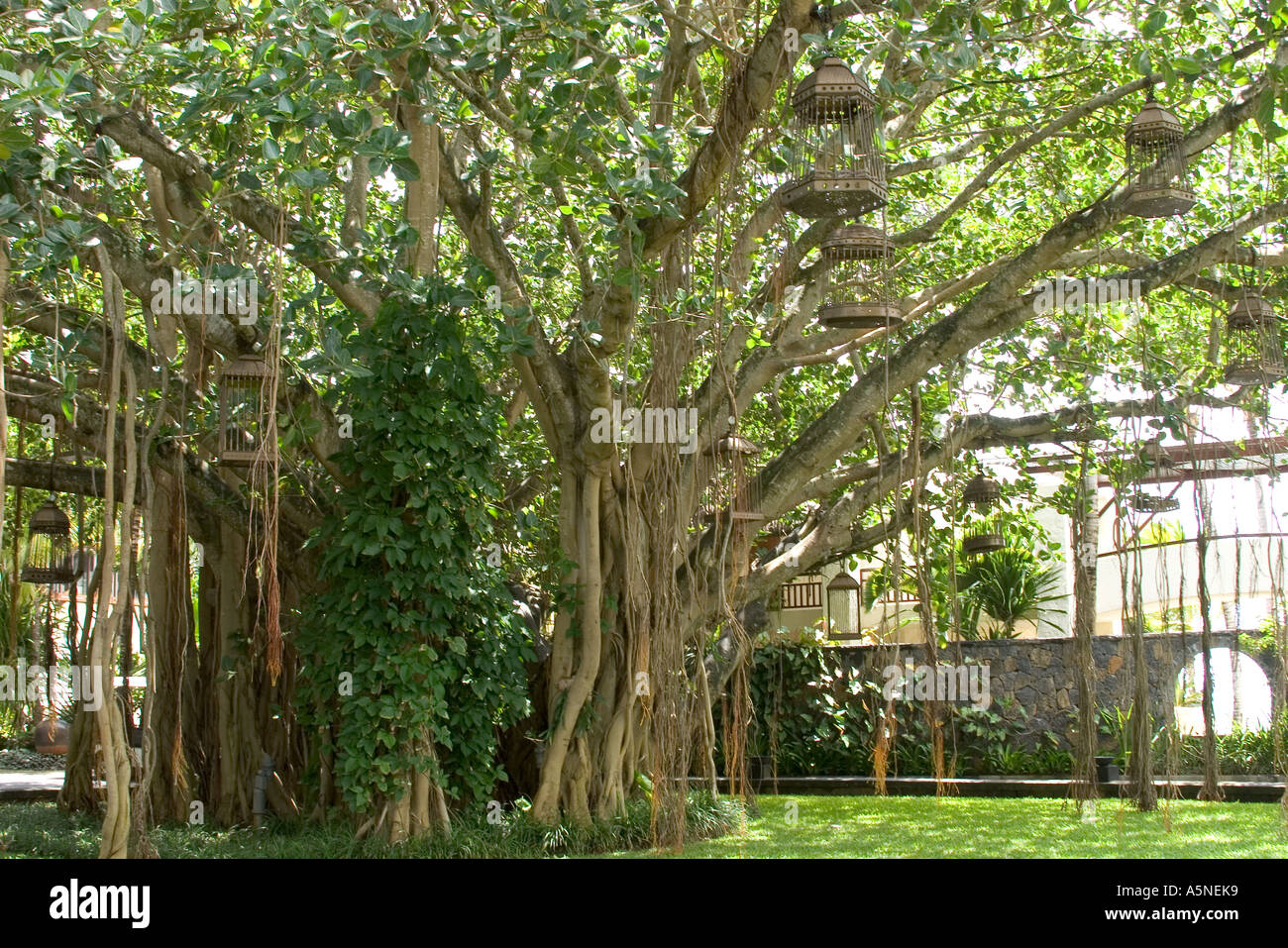 Banyan Tree Mauritius High Resolution Stock Photography and Images - Alamy