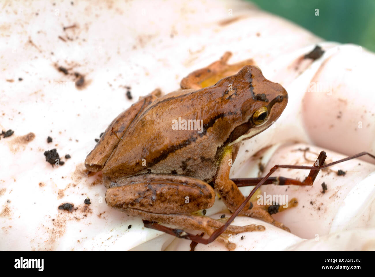 The Southern Brown Tree Frog also known as the whistling tree frog and ...