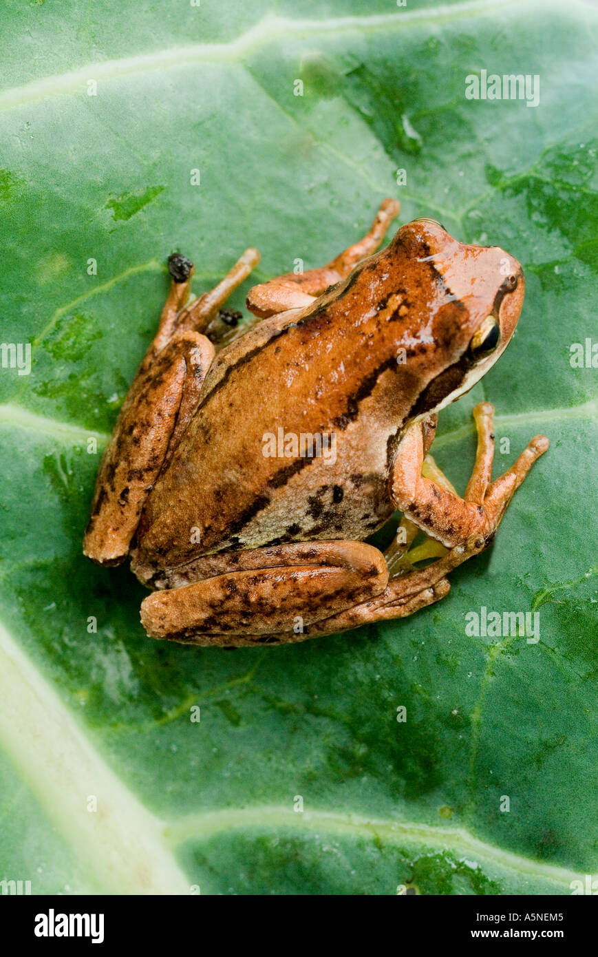 Litoria ewingii hi-res stock photography and images - Alamy