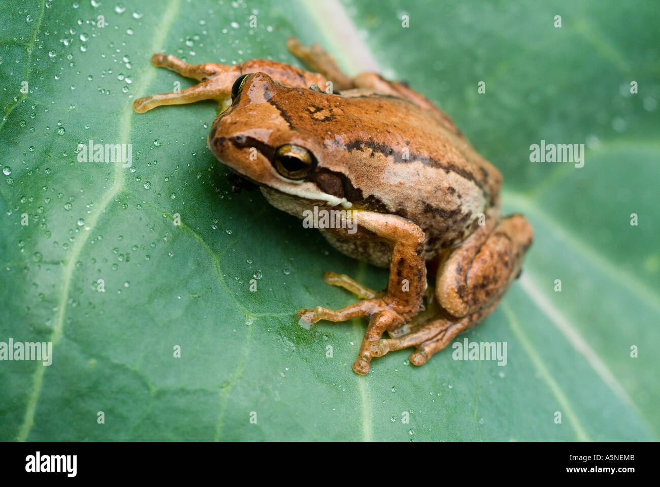 Southern brown tree frog hi-res stock photography and images - Alamy