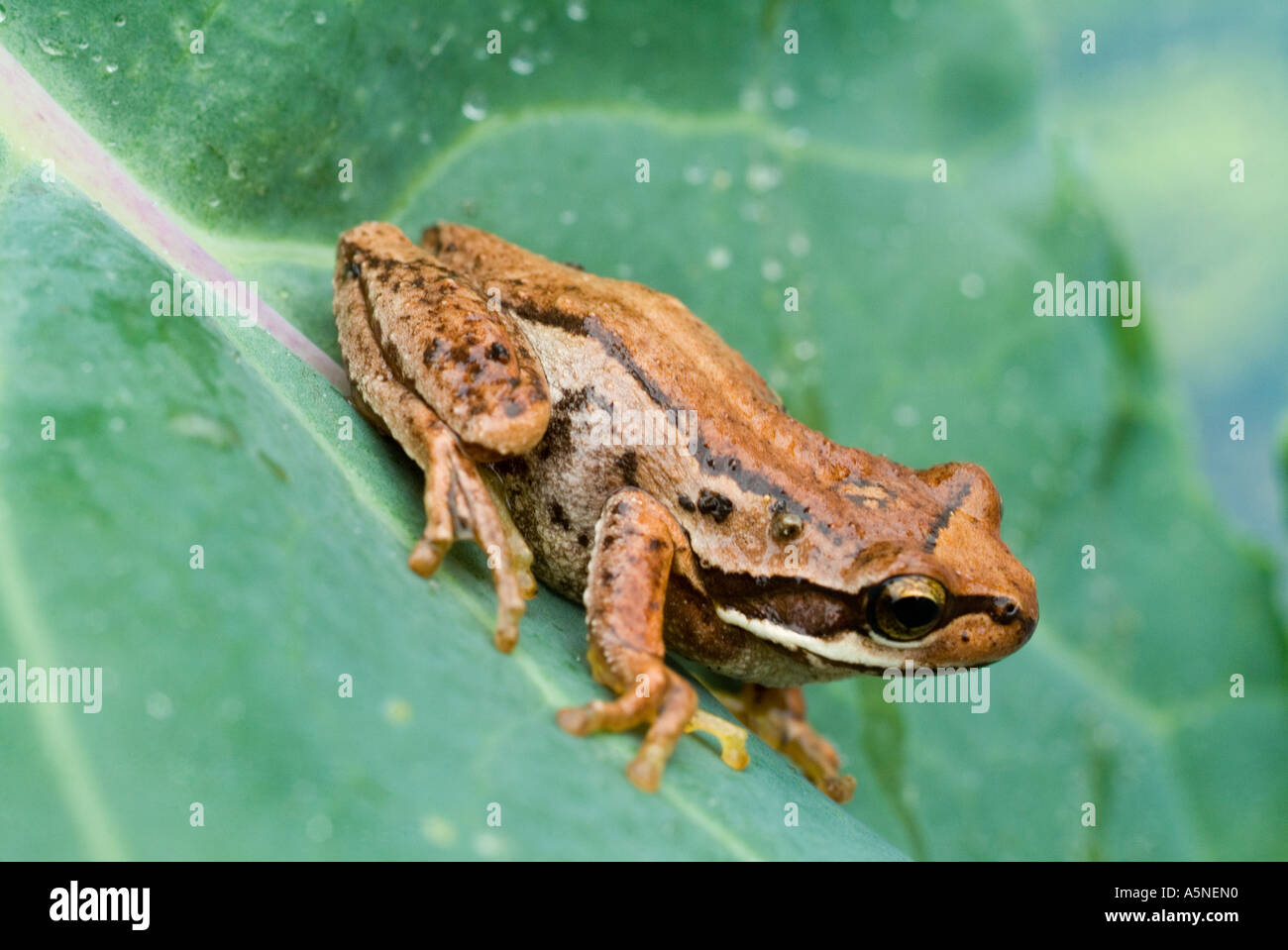 The Southern Brown Tree Frog also known as the whistling tree frog and ...
