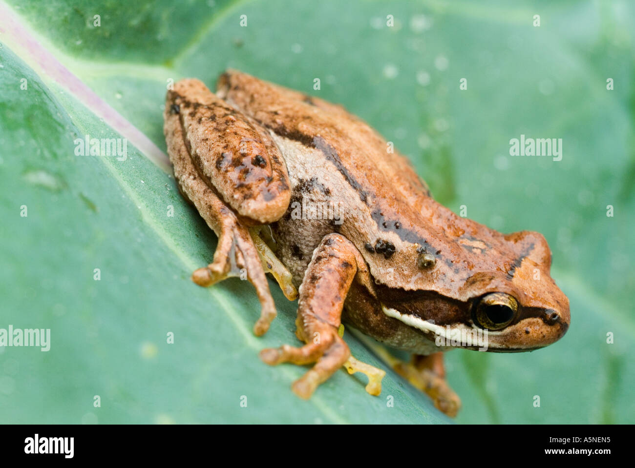 Litoria Ewingi High Resolution Stock Photography and Images - Alamy