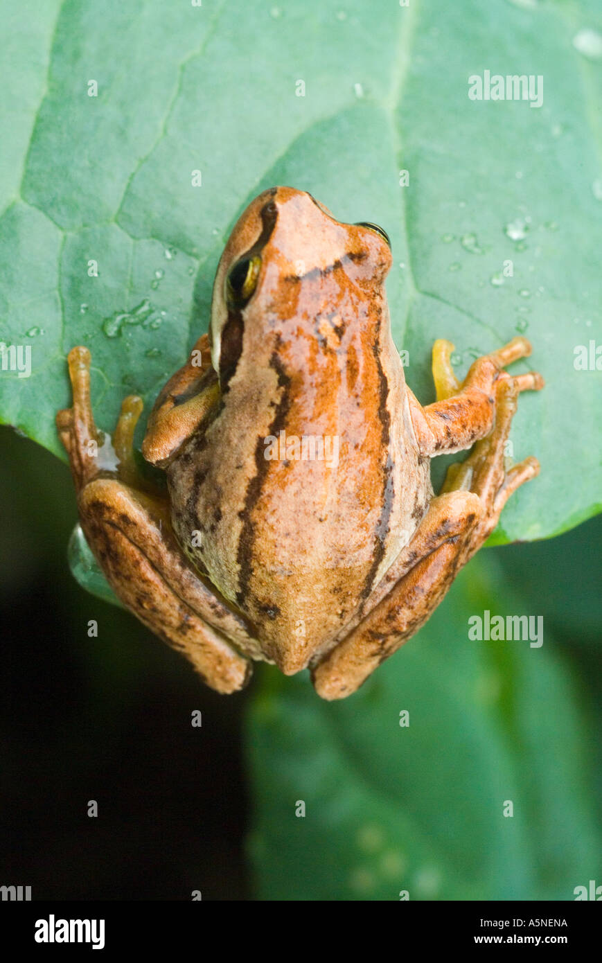 Litoria ewingii hi-res stock photography and images - Alamy