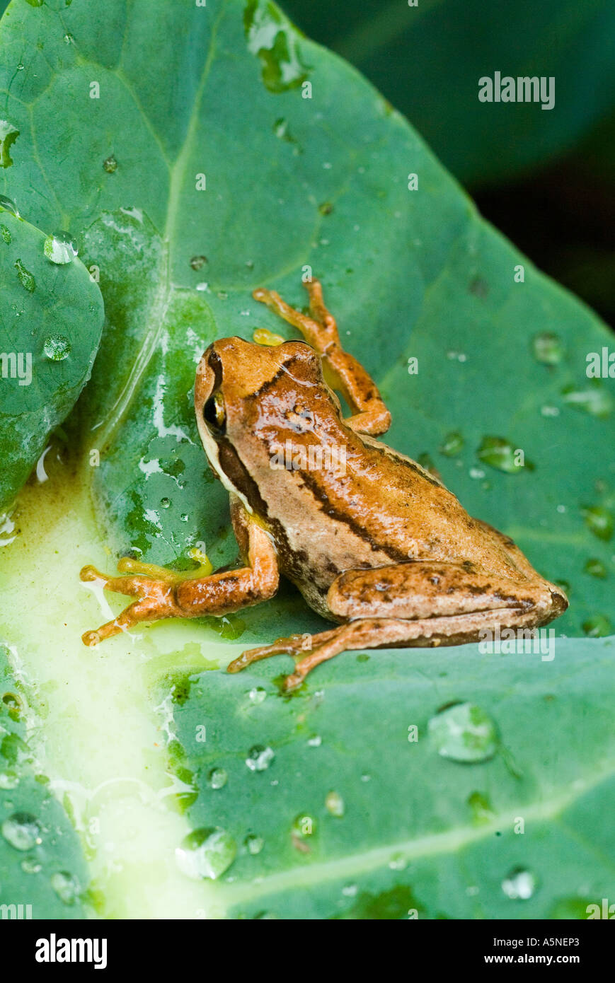 The Southern Brown Tree Frog also known as the whistling tree frog and ...