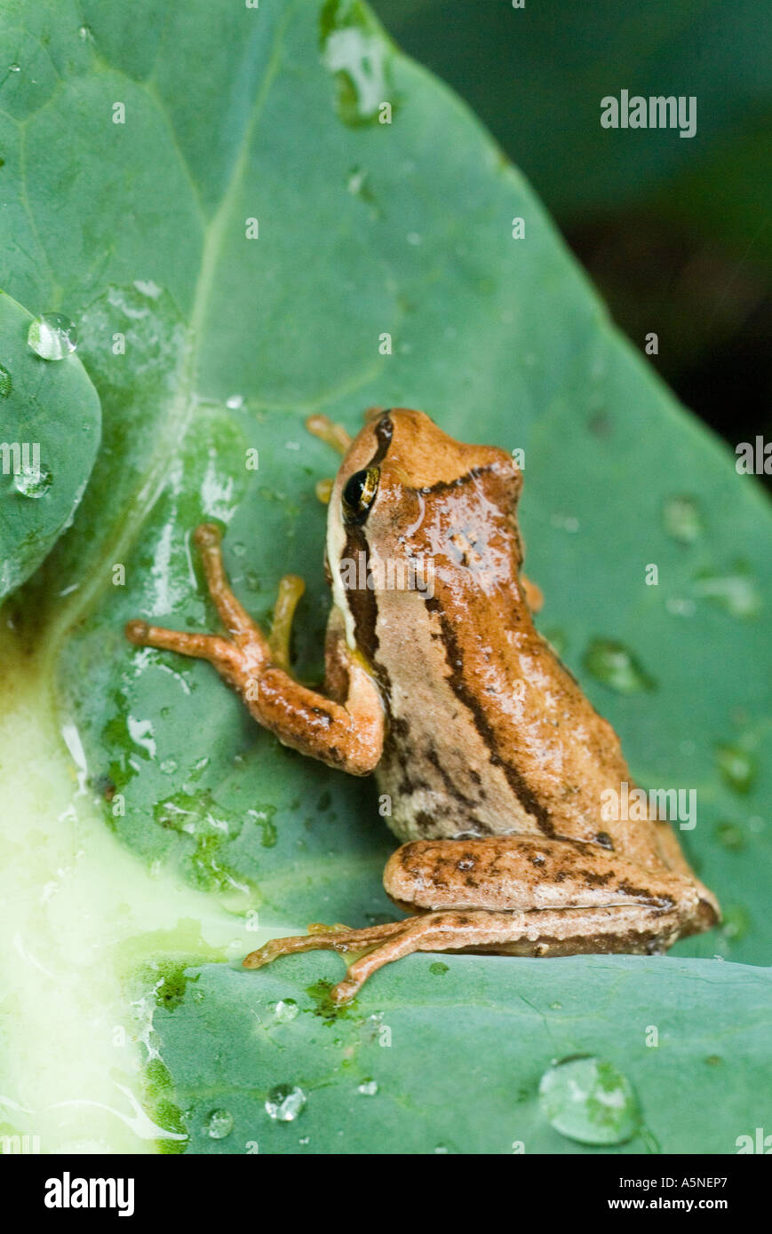 Litoria Ewingi High Resolution Stock Photography and Images - Alamy