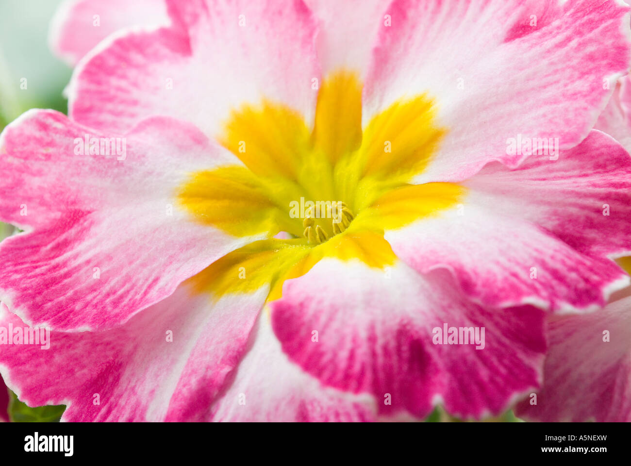 Pink primrose close up Primula veris Stock Photo - Alamy