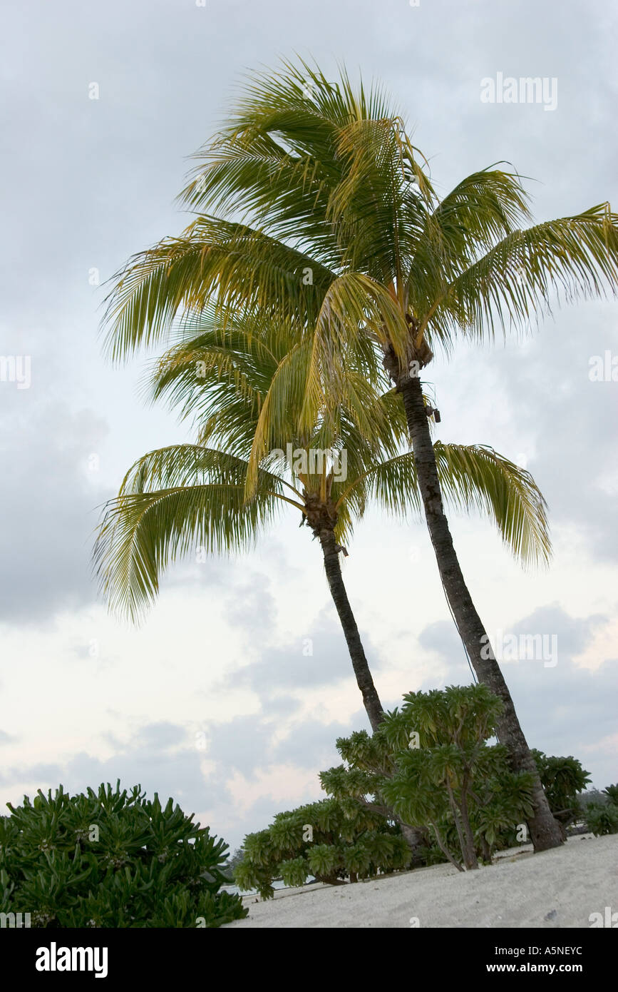palm trees blowing on mauritius Stock Photo - Alamy