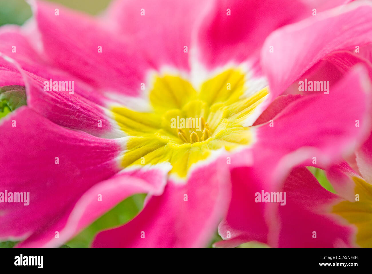 Pink primrose close up Primula veris Stock Photo - Alamy