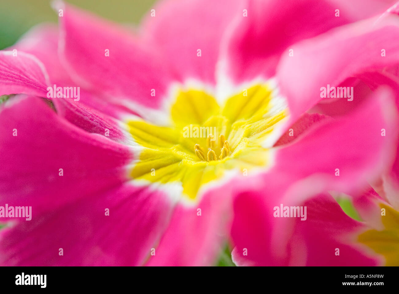Pink primrose close up Primula veris Stock Photo - Alamy