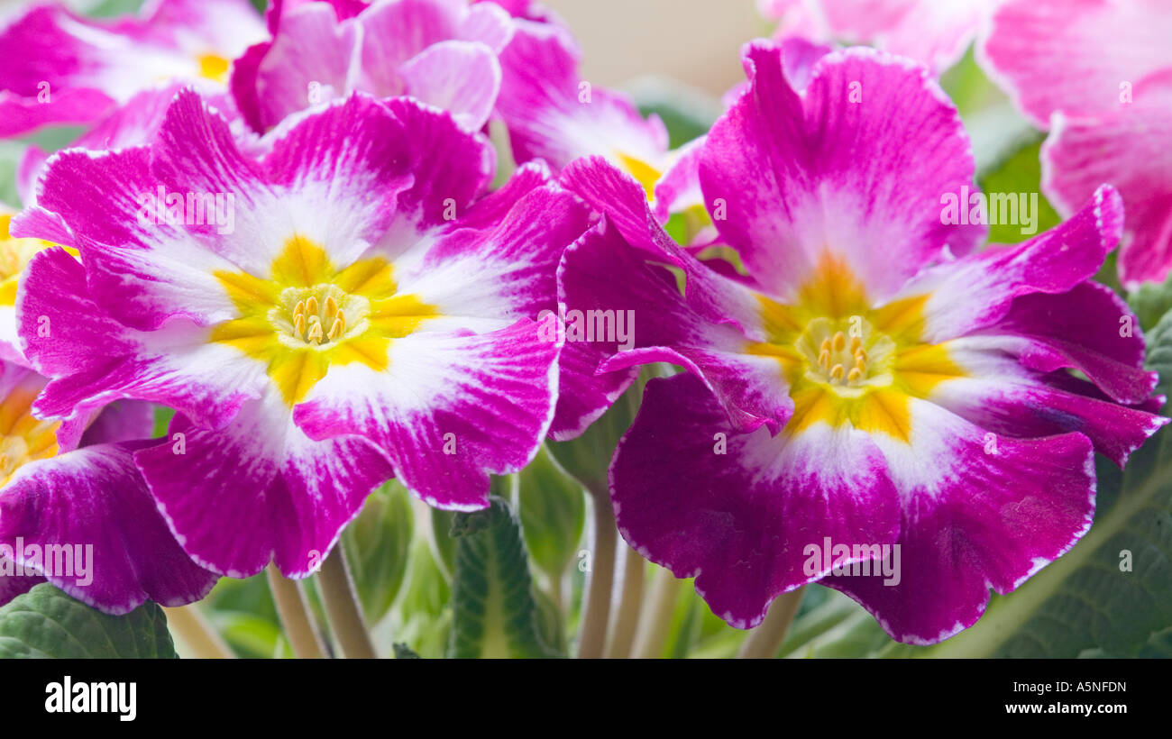 Purple primroses close up Primula veris Stock Photo - Alamy