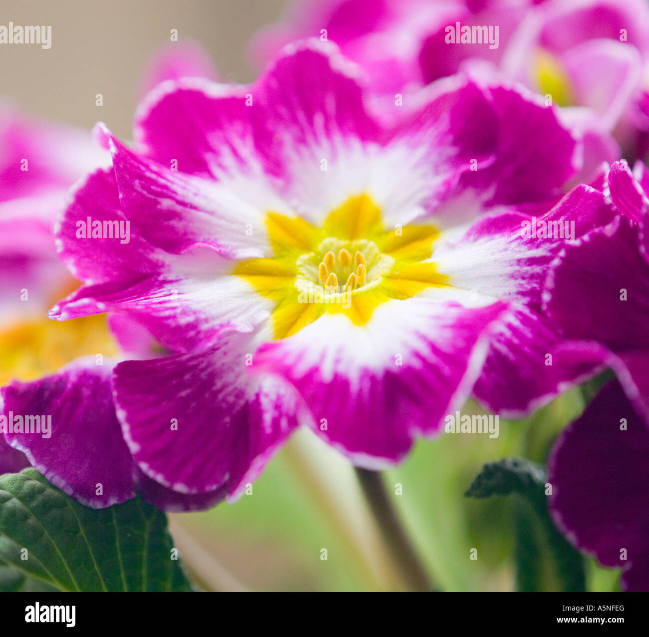Purple primrose close up Primula veris Stock Photo - Alamy