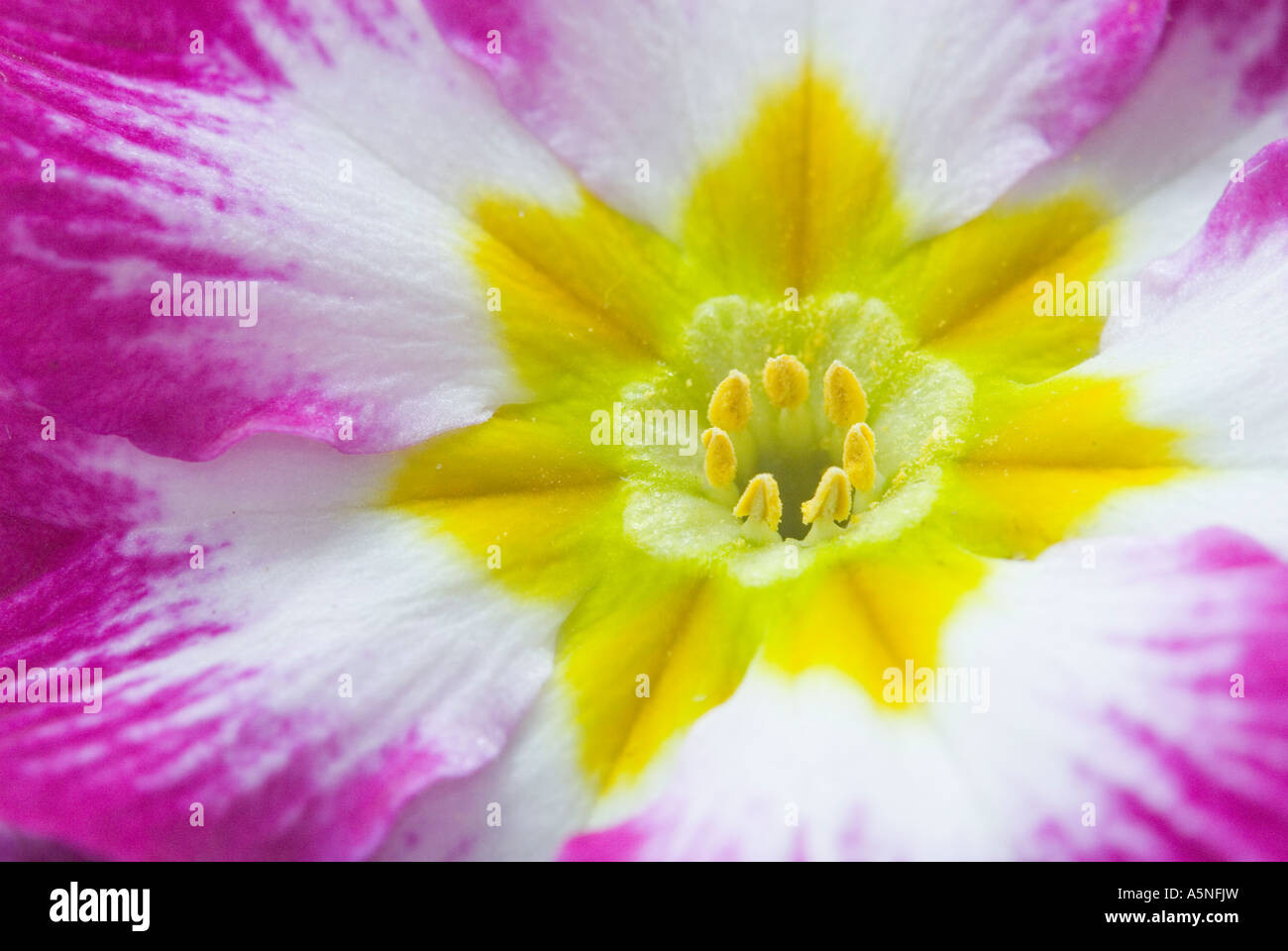 Purple primrose close up hi-res stock photography and images - Alamy