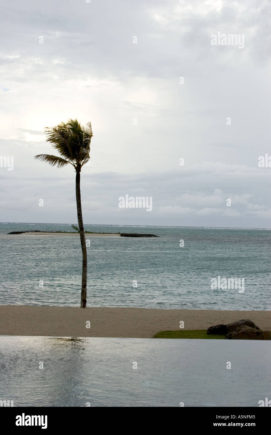 lone palm tree at le tousserok, mauritius Stock Photo - Alamy