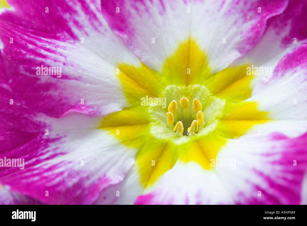 Purple primrose close up Primula veris Stock Photo - Alamy