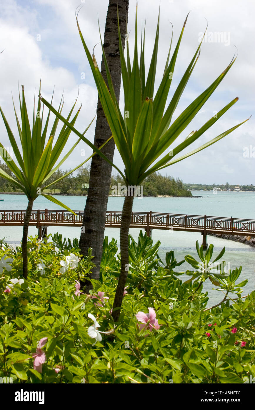 palm tree on tropical island Stock Photo - Alamy