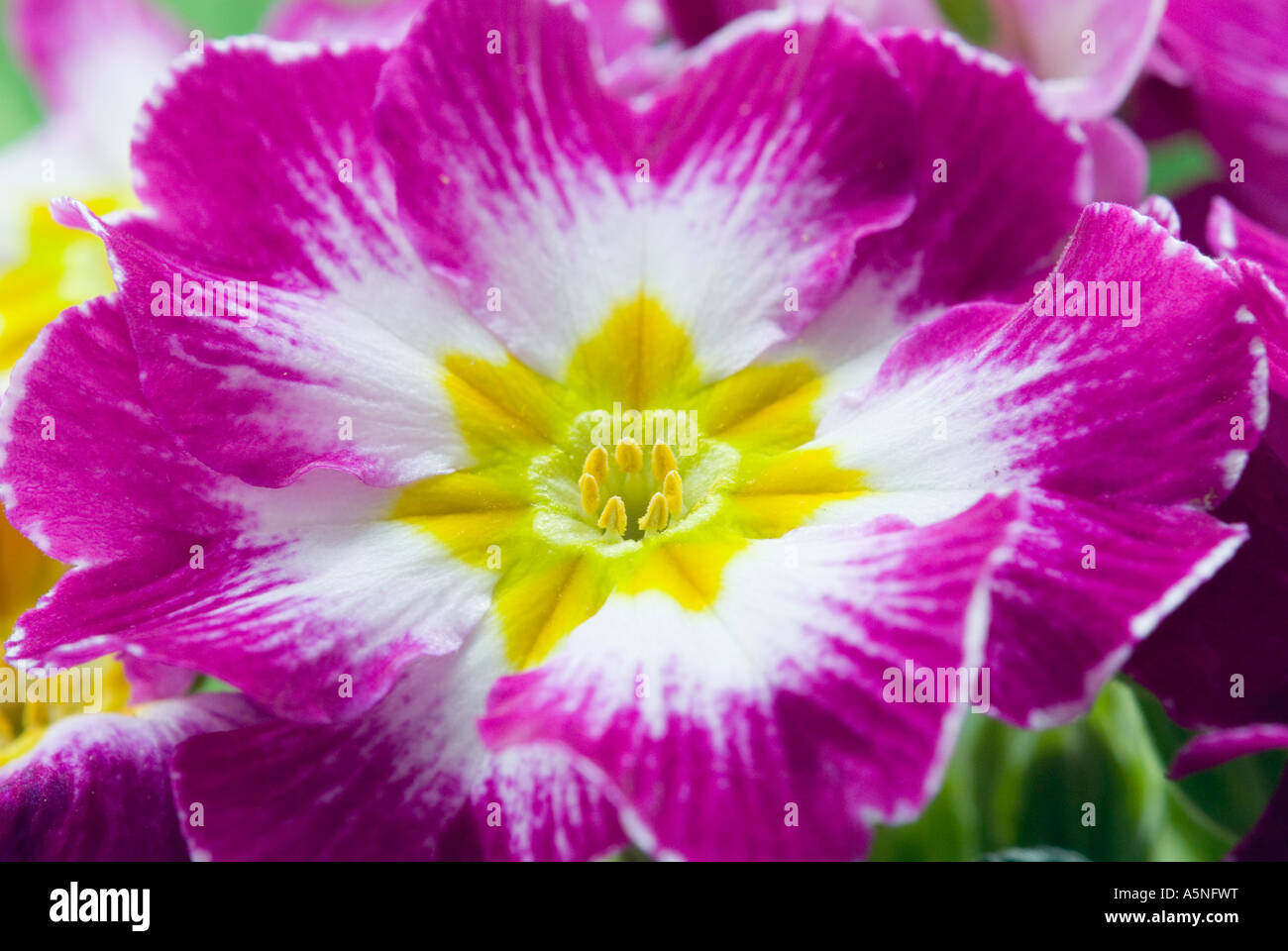 Purple primrose close up Primula veris Stock Photo - Alamy