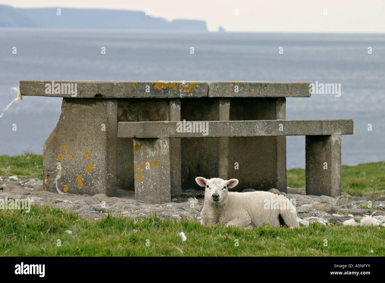 Coastal plant animals ireland hi-res stock photography and images - Alamy