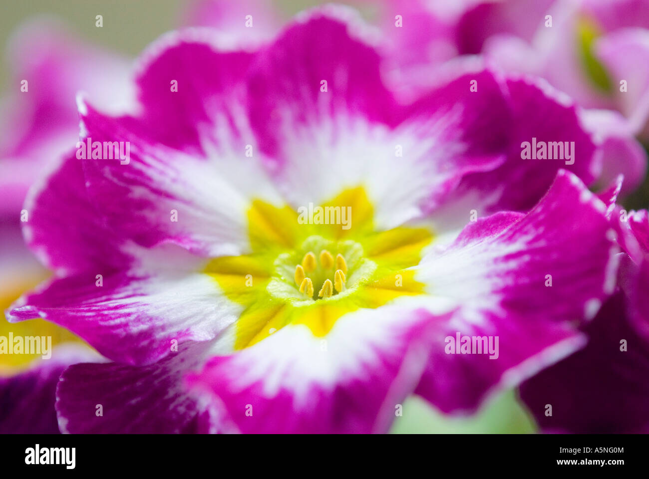 Purple primrose close up Primula veris Stock Photo - Alamy