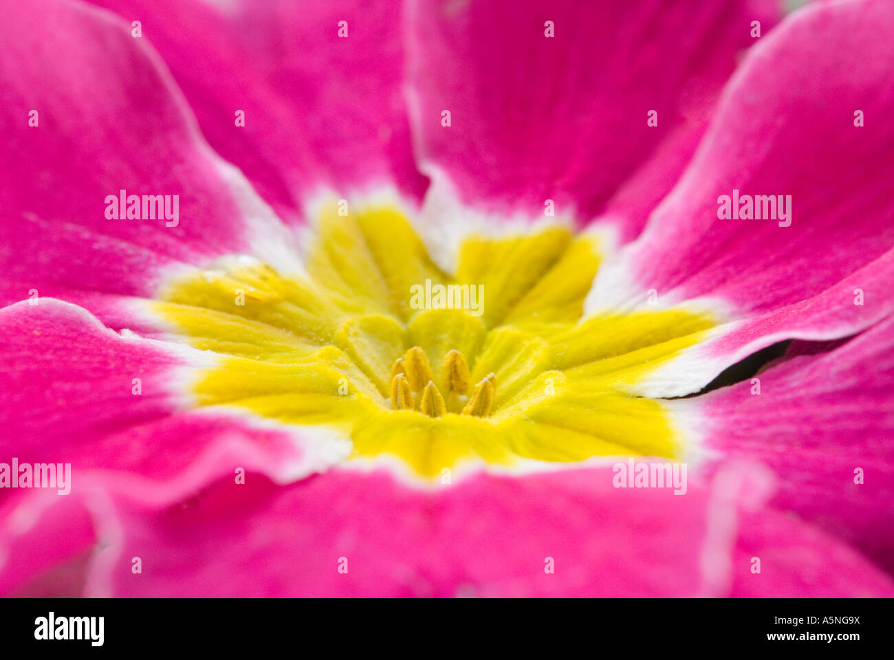 Pink primrose close up Primula veris Stock Photo - Alamy