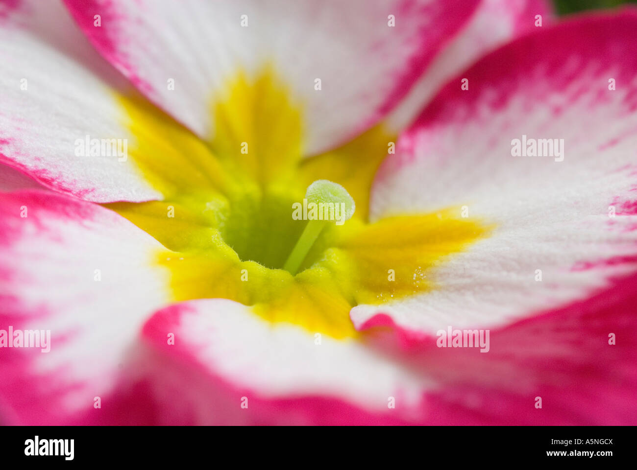 Primrose close up Primula veris Stock Photo - Alamy