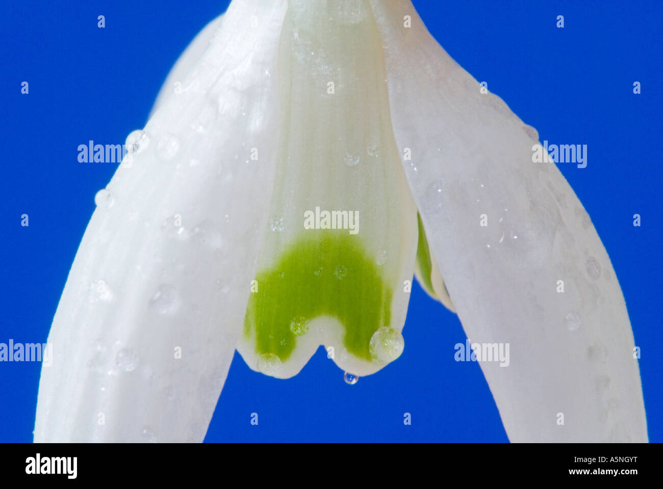 Snowdrop close up Galanthus gracilis Stock Photo - Alamy