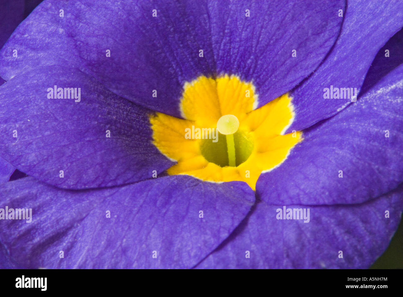 Blue primrose close up Primula veris Stock Photo - Alamy
