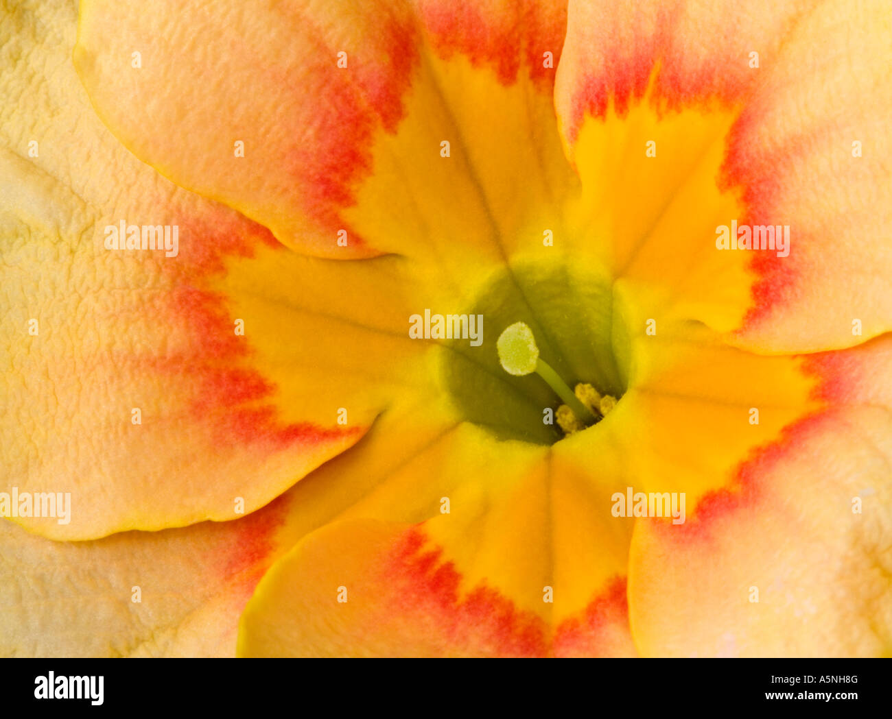 Yellow primrose close up Primula veris Stock Photo - Alamy