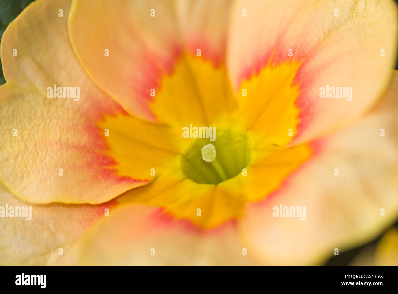 Yellow primrose close up Primula veris Stock Photo - Alamy