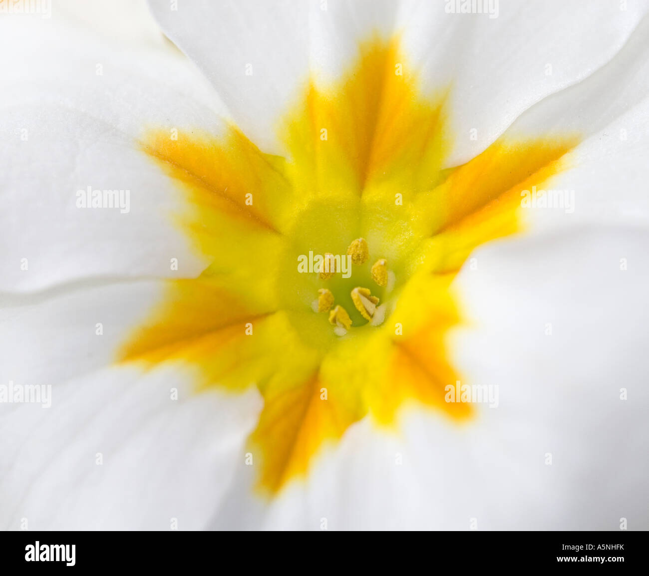 White primrose close up Primula veris Stock Photo - Alamy
