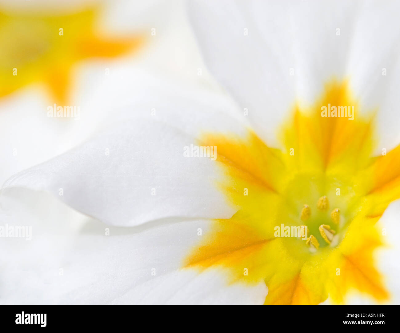 White primrose close up Primula veris vernalis Stock Photo - Alamy