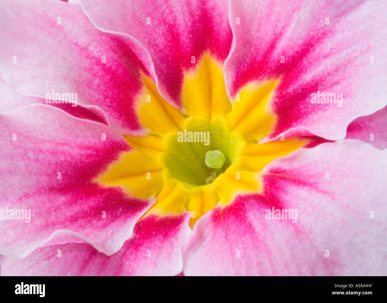 Pink primrose close up Primula veris Stock Photo - Alamy
