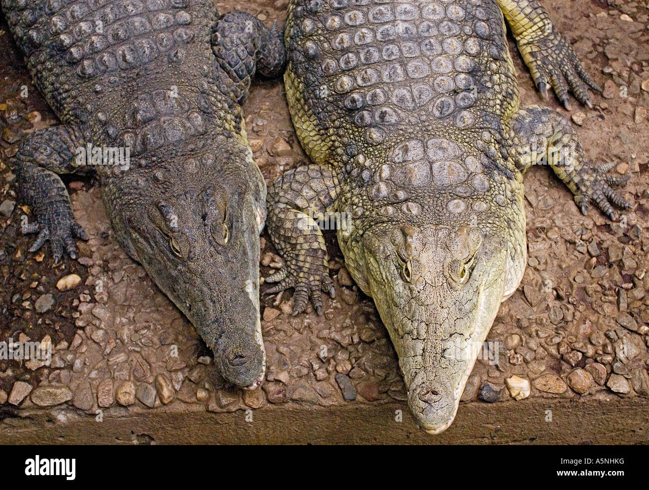 Crocodile croc predator dangerous carnivorouswild hi-res stock ...